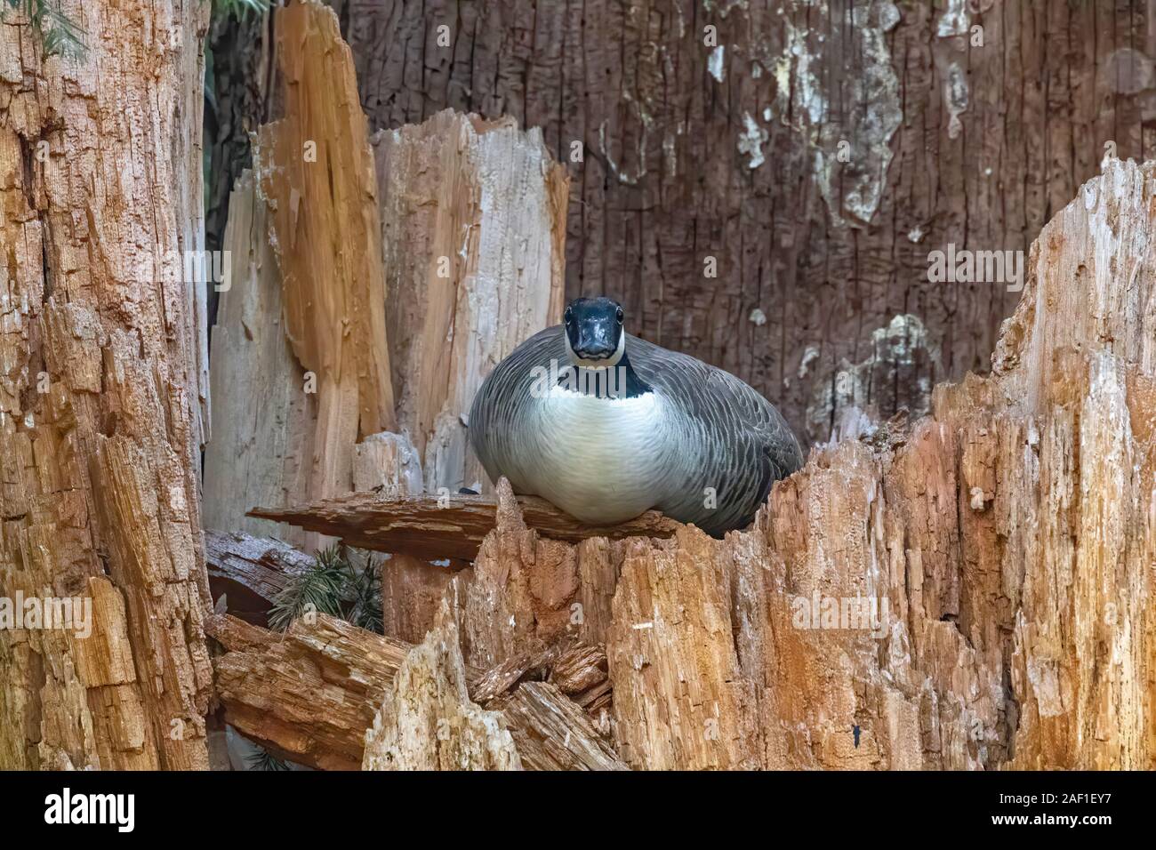 A Canada goose (Branta canadensis) peers out at the photographer from ...
