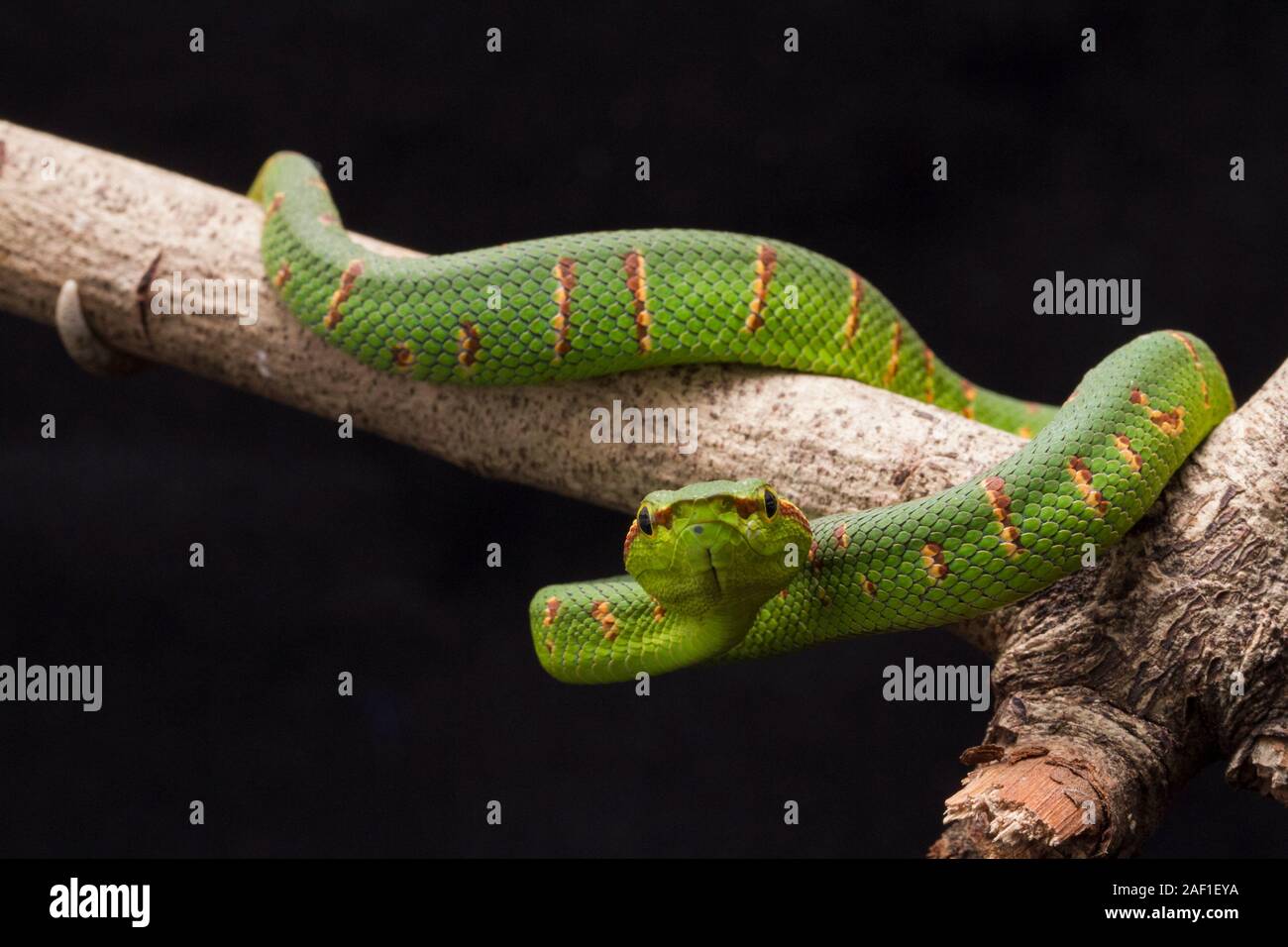 Wagler's pit viper (Tropidolaemus wagleri) on tree branch isolated on ...
