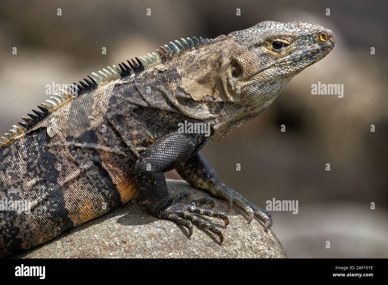 A Green iguana (Iguana iguana) basking in the sun. Iguanas have keen ...