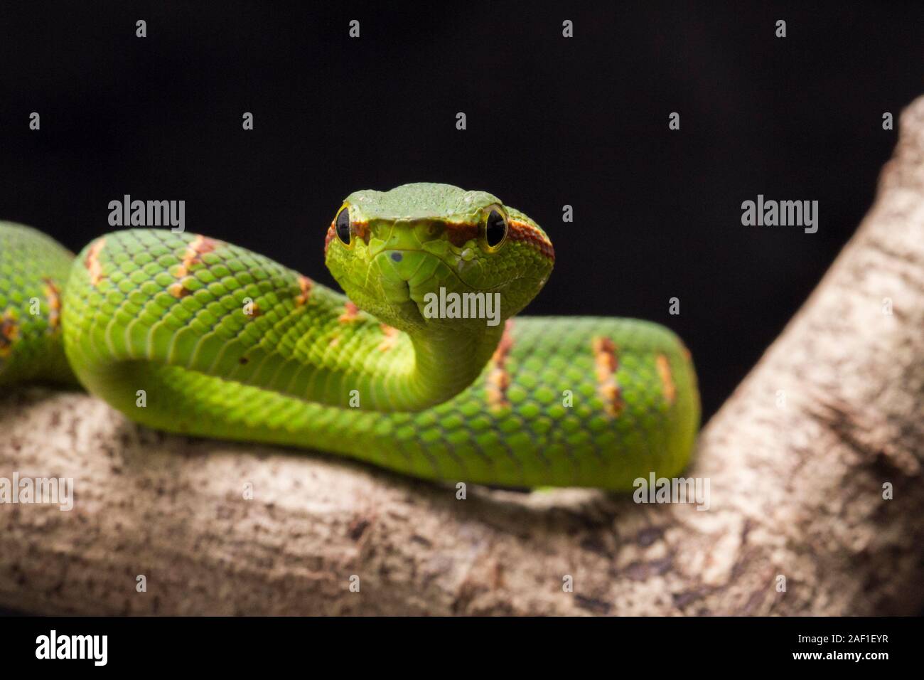Wagler's pit viper (Tropidolaemus wagleri) on tree branch isolated on ...