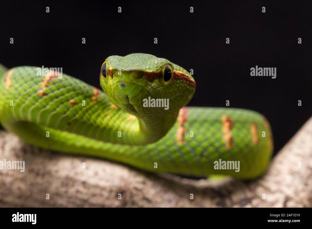 Wagler's pit viper (Tropidolaemus wagleri) on tree branch isolated on ...