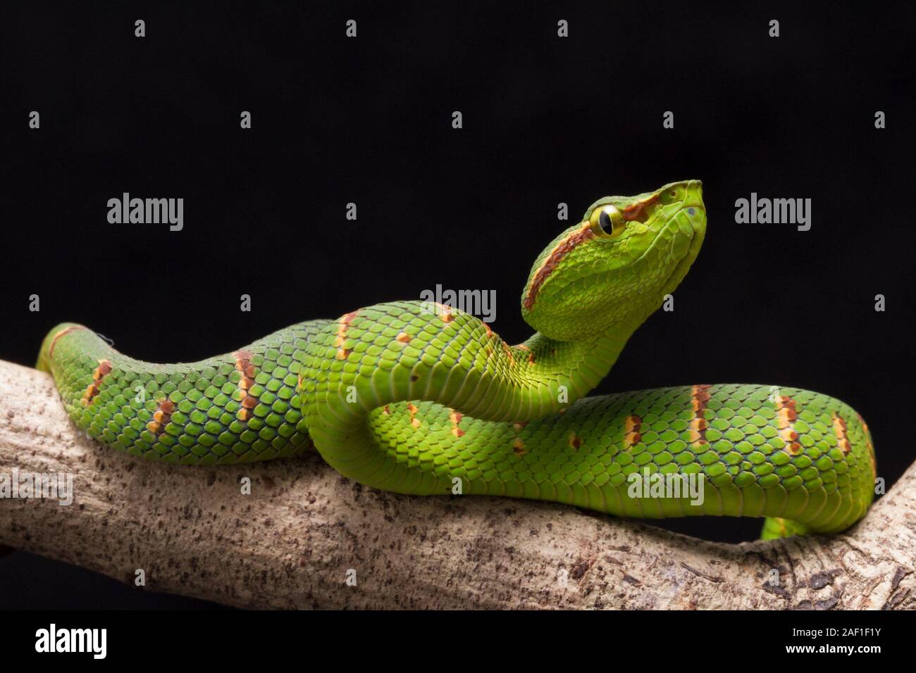 Wagler's pit viper (Tropidolaemus wagleri) on tree branch isolated on ...