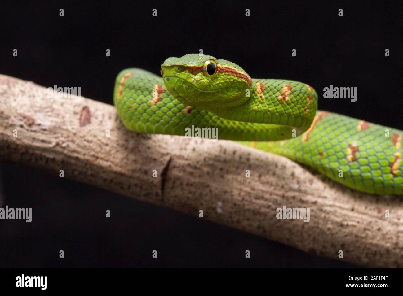 Wagler's pit viper (Tropidolaemus wagleri) on tree branch isolated on ...