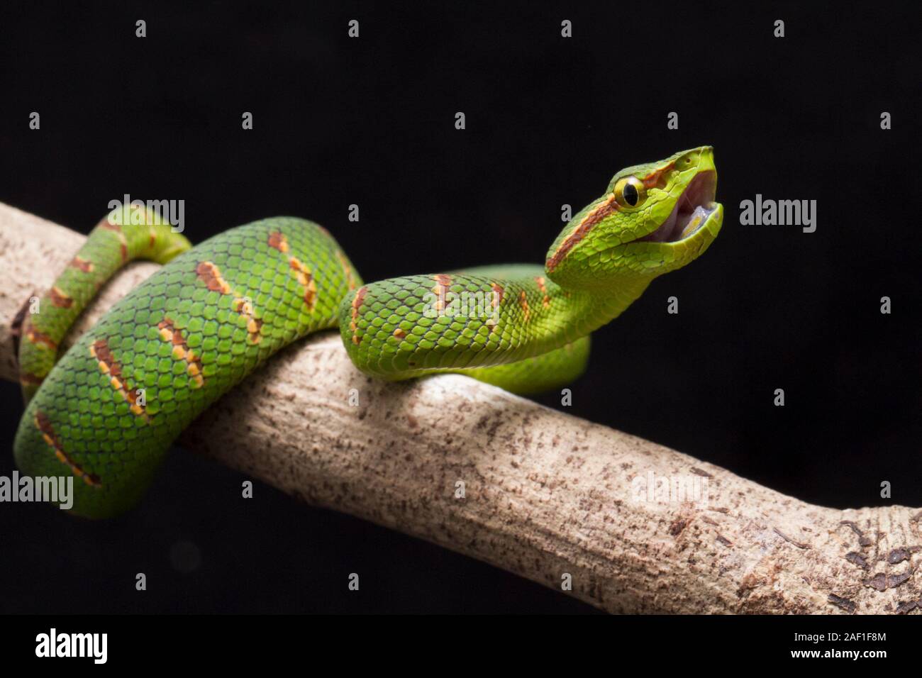 Wagler's pit viper (Tropidolaemus wagleri) on tree branch isolated on ...
