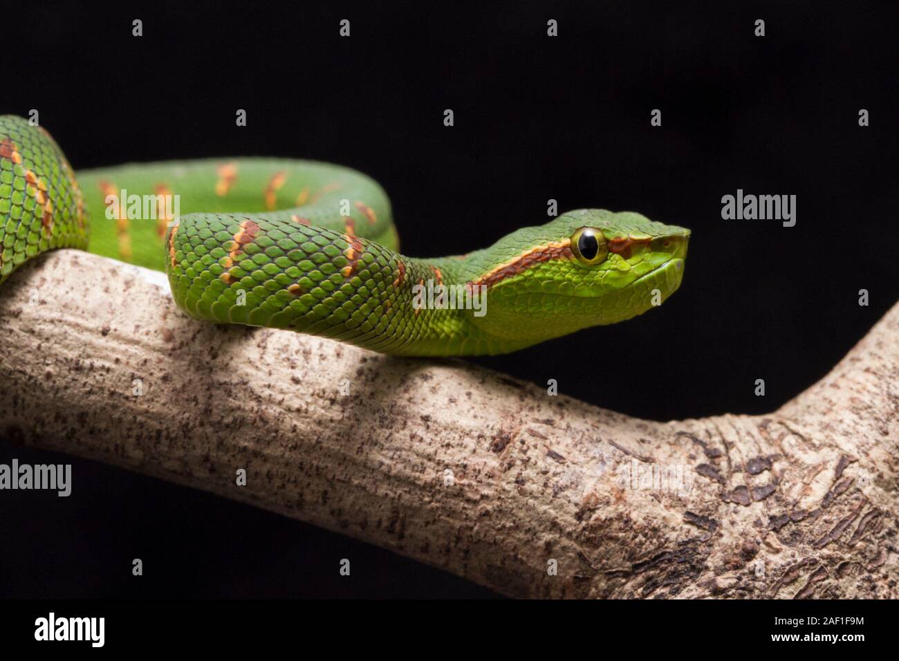 Wagler's pit viper (Tropidolaemus wagleri) on tree branch isolated on ...