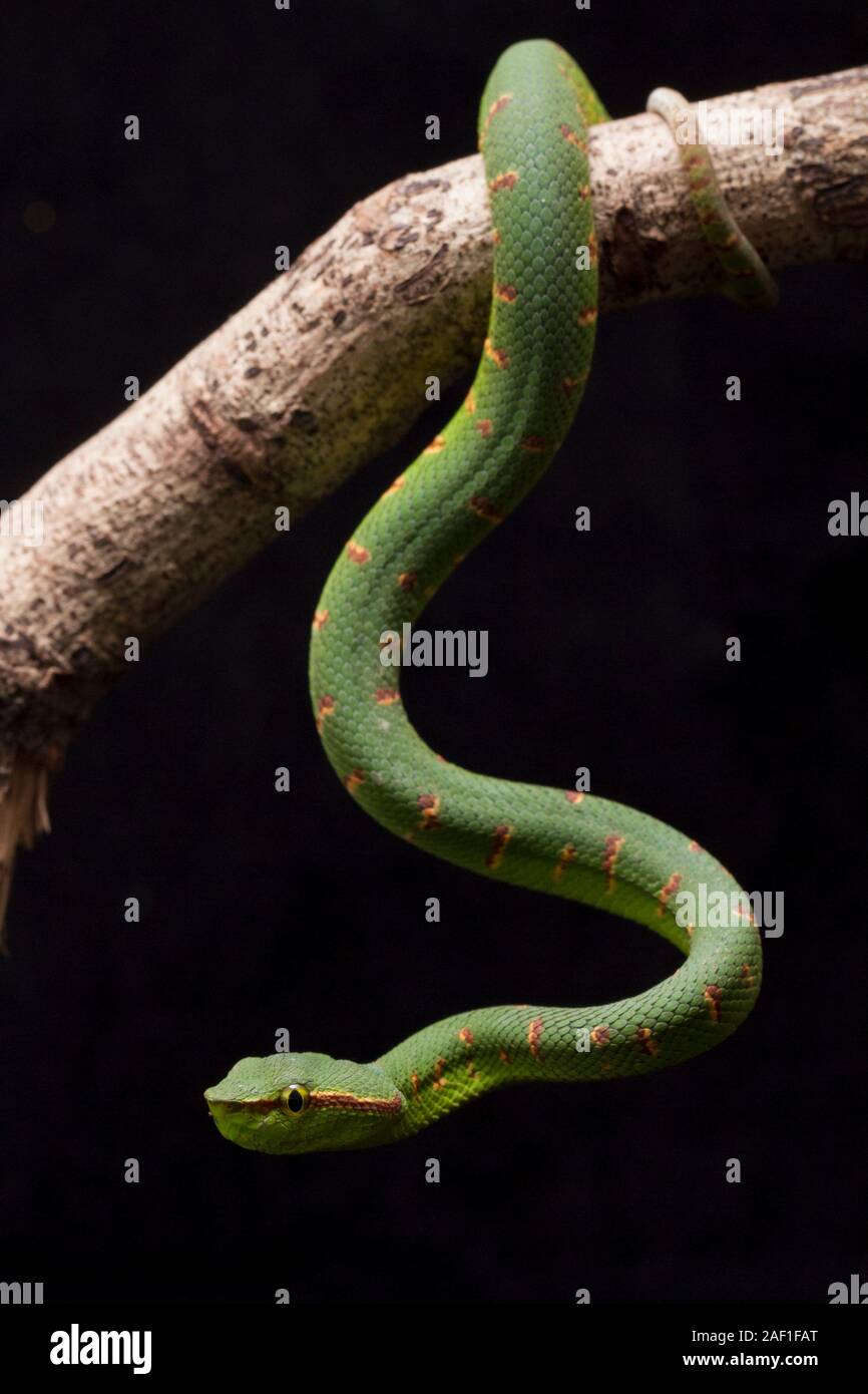 Wagler's pit viper (Tropidolaemus wagleri) on tree branch isolated on ...