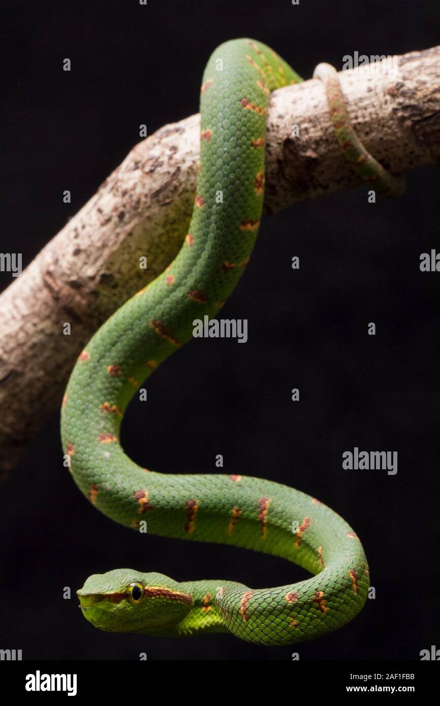 Wagler's pit viper (Tropidolaemus wagleri) on tree branch isolated on ...