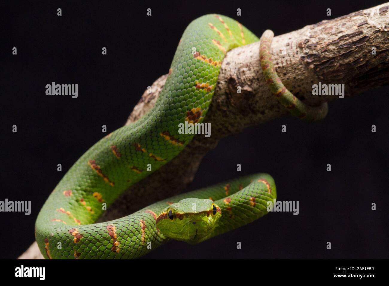 Wagler's pit viper (Tropidolaemus wagleri) on tree branch isolated on ...