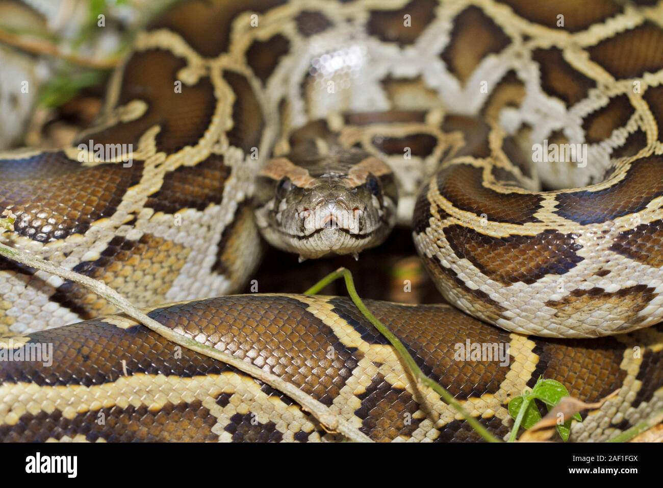 Close up of burmese python (python molurus bivittatus Stock Photo - Alamy