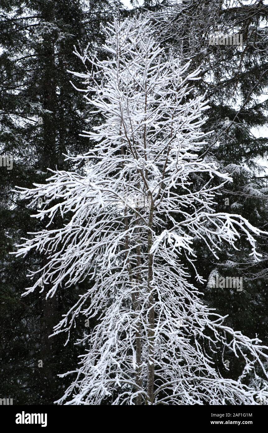 Snow and frost covered deciduous tree in winter in black and white ...
