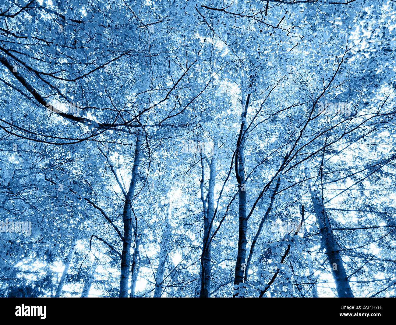 Classic blue color of 2020. Trees in a forest, foliage background Stock ...