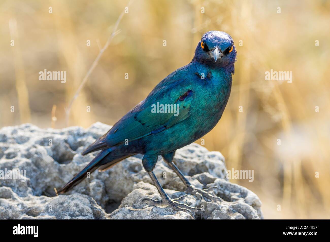pale-winged starling, Onychognathus nabouroup, on a rock, Etosha ...