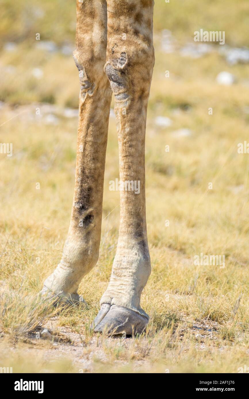 Giraffe hoof hi-res stock photography and images - Alamy