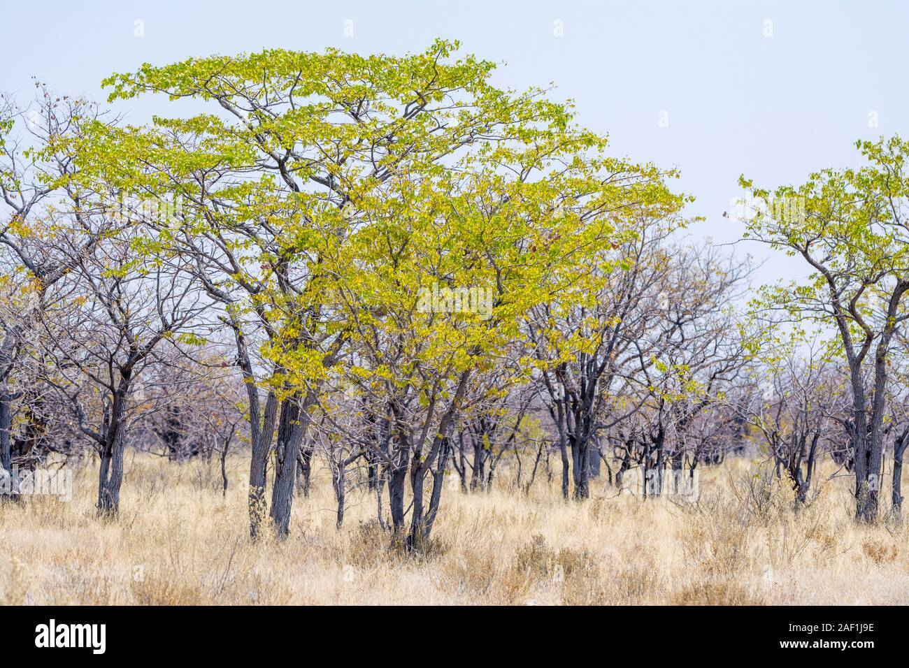 Namibian acacia hi-res stock photography and images - Alamy