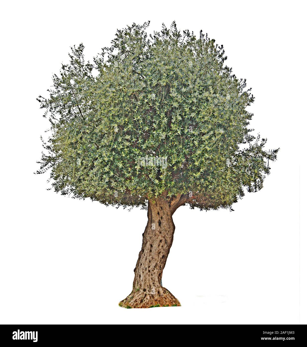 Ornamental olive tree Cut Out Stock Images & Pictures - Alamy