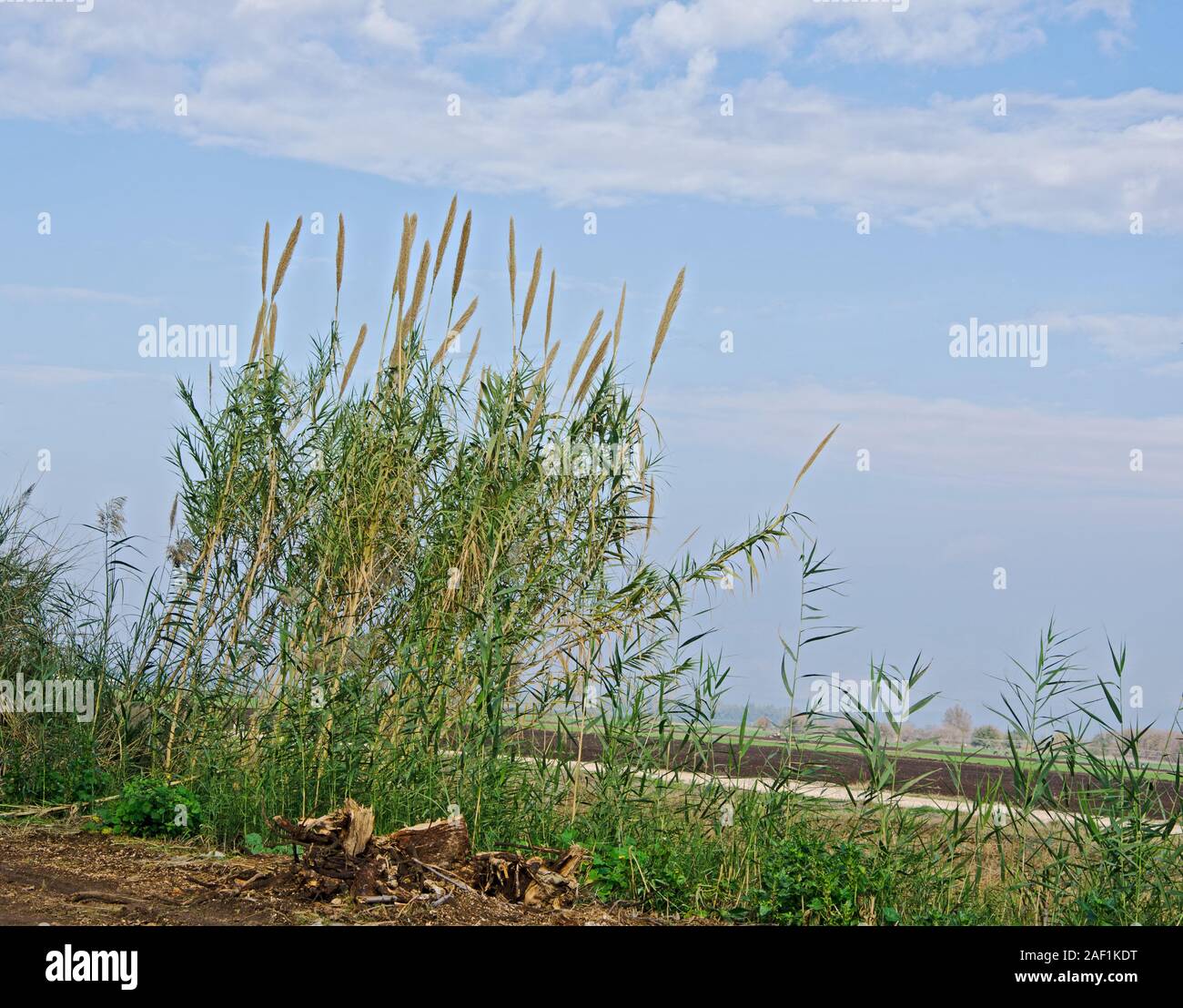 nature at Hulla valley, Israel Stock Photo - Alamy