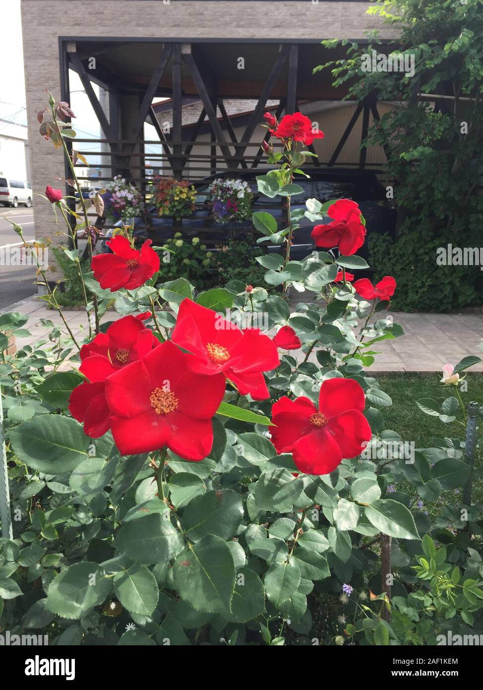 Beautiful roses growing near the rural house in Furano, Hokkaido, Japan ...