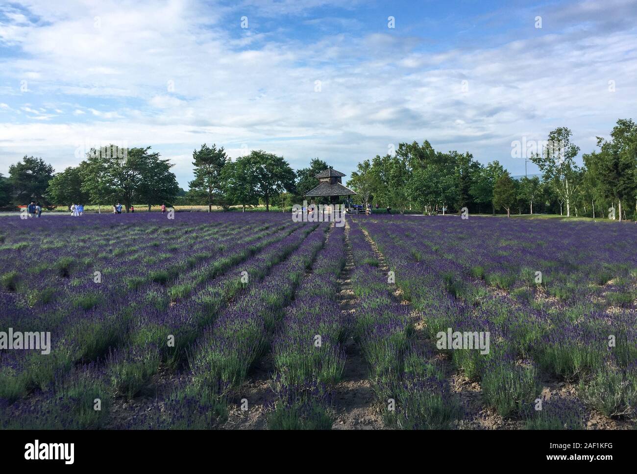 Lavender Curves High Resolution Stock Photography and Images - Alamy