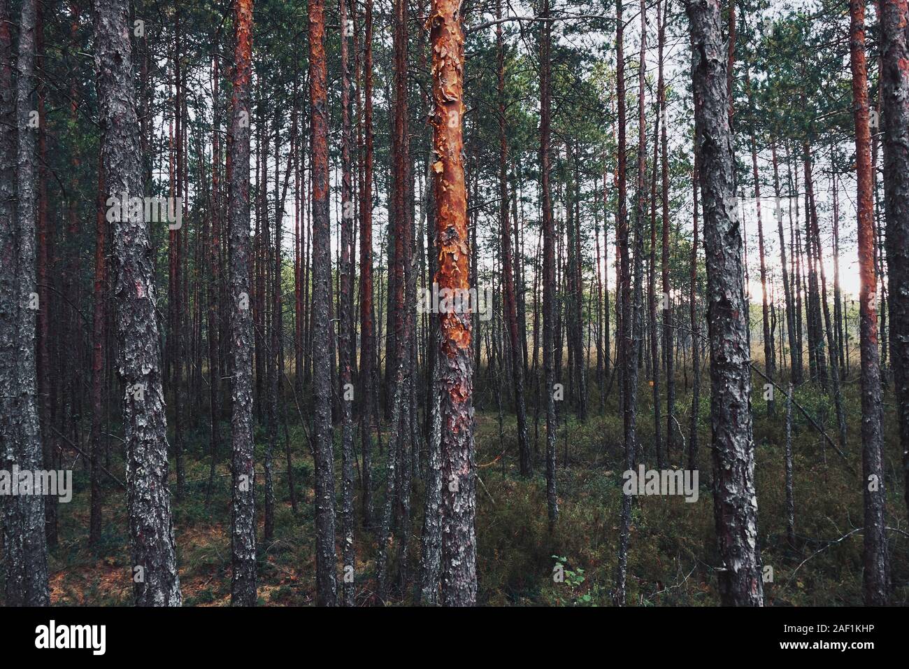 The Tall Pine Tree Forest in a Straight Line, Latvia Stock Photo - Alamy