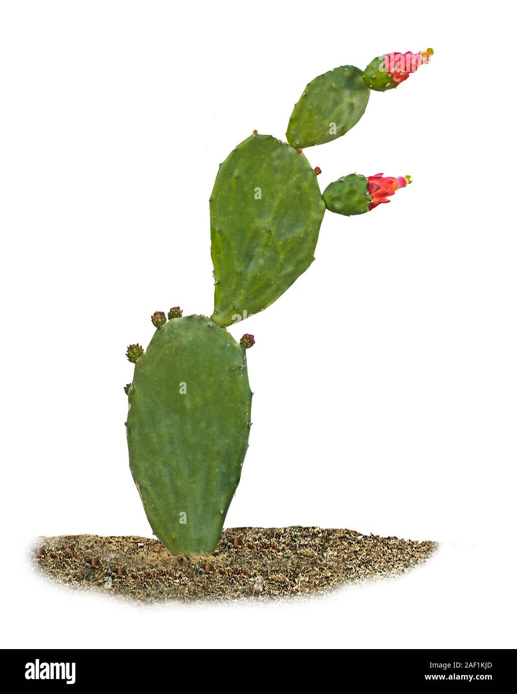Cactus with red flowers isolated on white background Stock Photo - Alamy