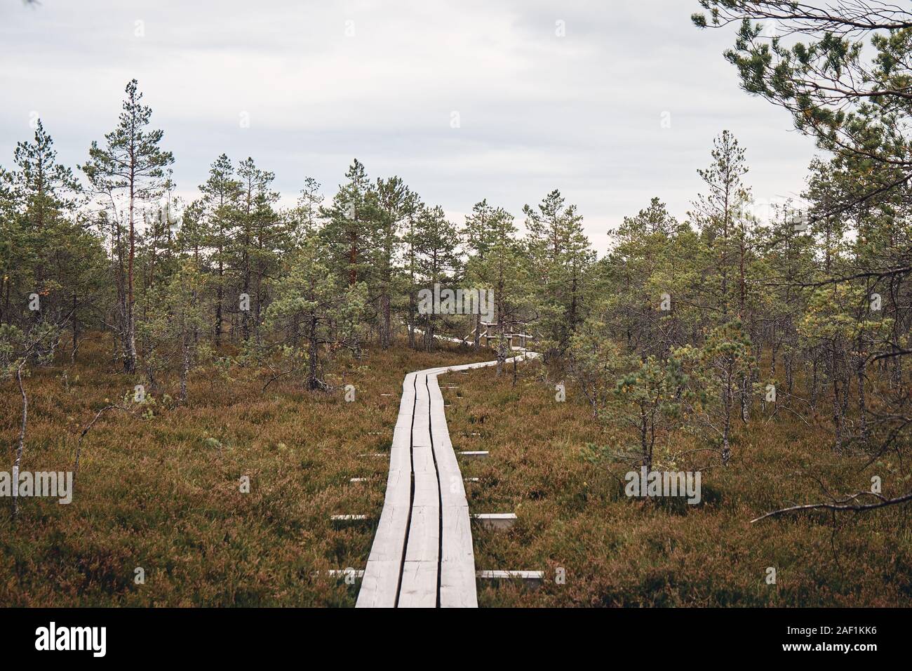 The Landscape of Bog / Wetland Area Around The Great Bog Trail of ...