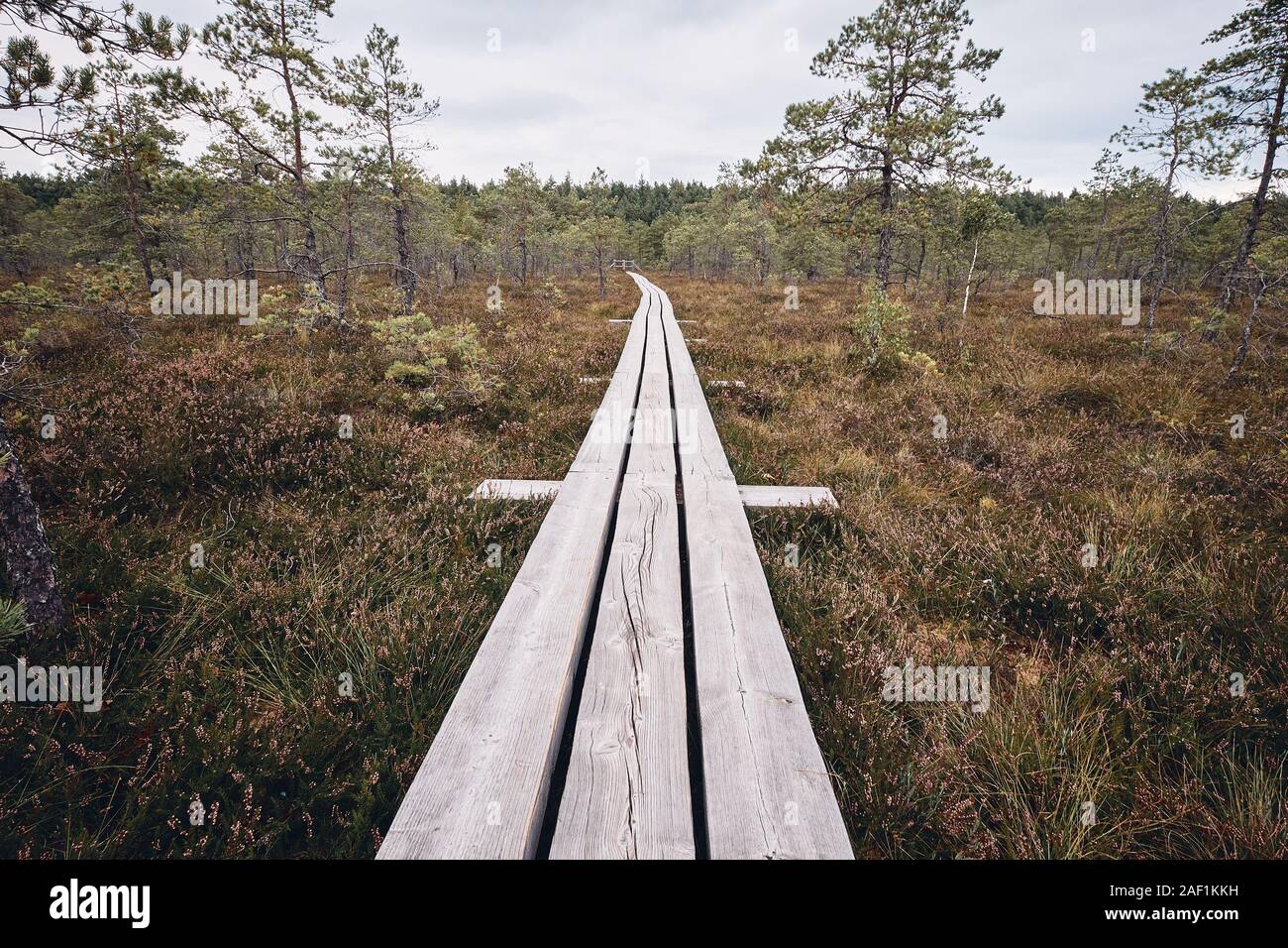 The Landscape of Bog / Wetland Area Around The Great Bog Trail of ...