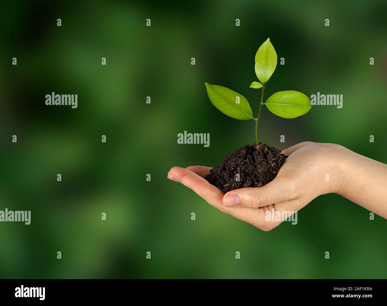 citrus sapling in hand Stock Photo - Alamy
