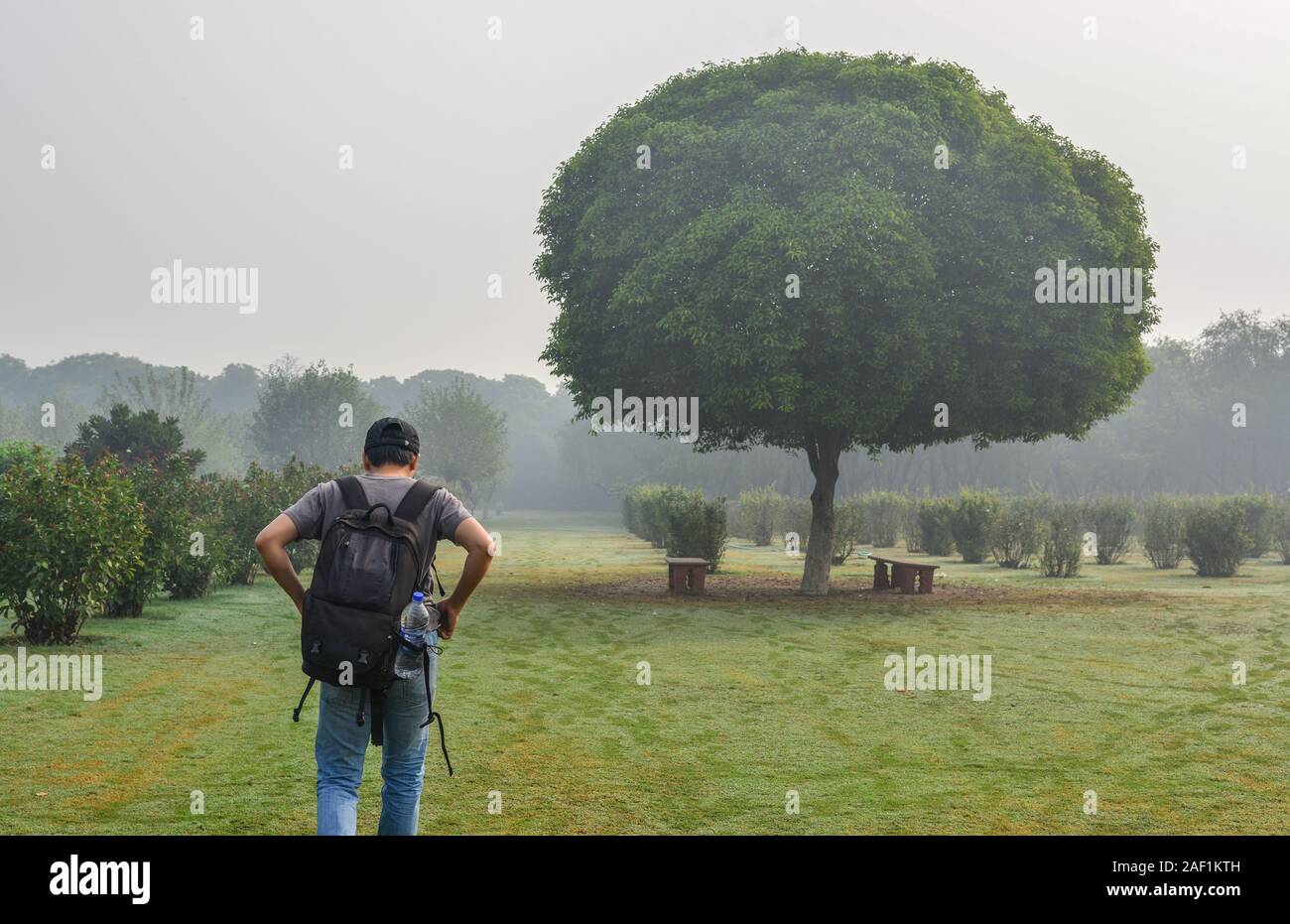 A man walking at green park with a huge tree in early morning Stock ...