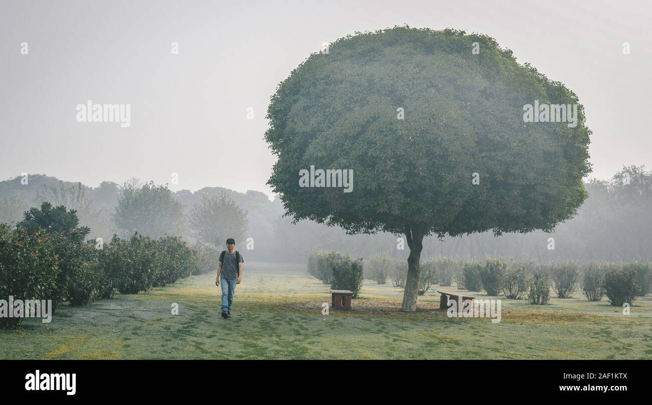 A man walking at green park with a huge tree in early morning Stock ...