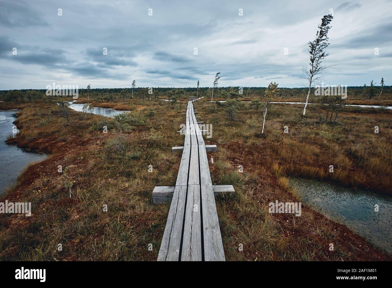 The Landscape of Bog / Wetland Area Around The Great Bog Trail of ...