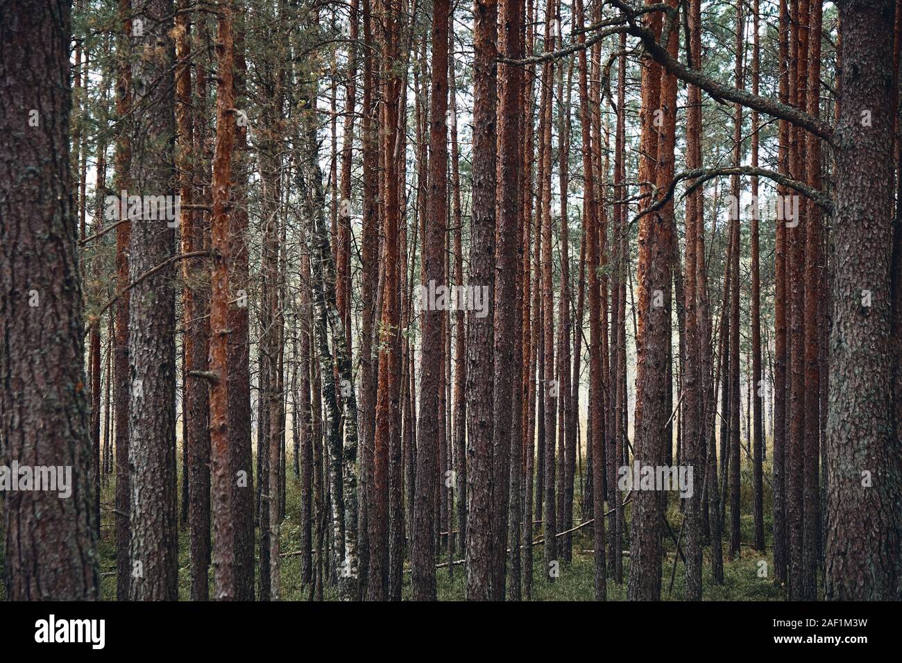 The Tall Pine Tree Forest in a Straight Line, Latvia Stock Photo - Alamy