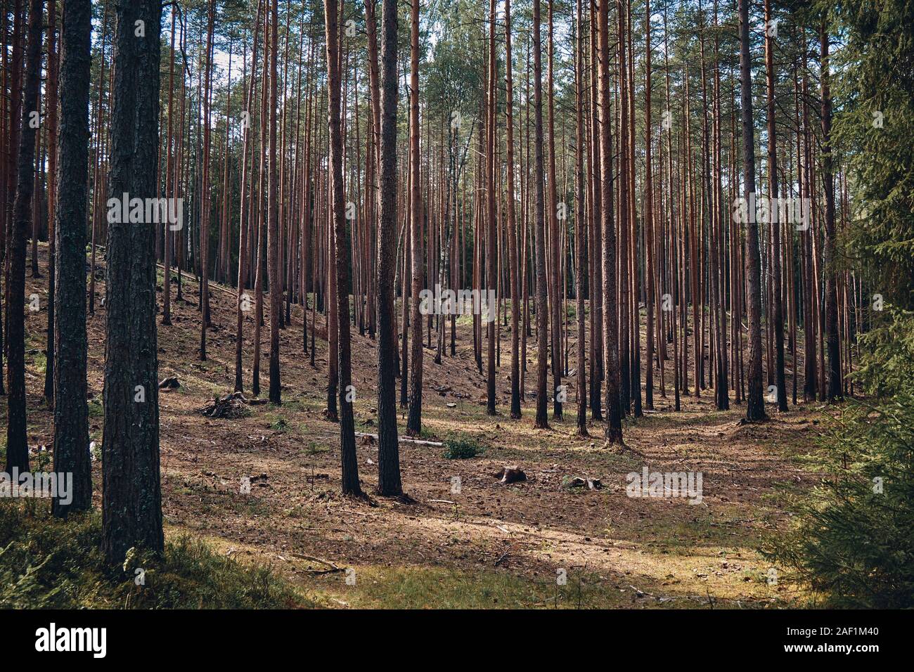 The Tall Pine Tree Forest in a Straight Line, Latvia Stock Photo - Alamy