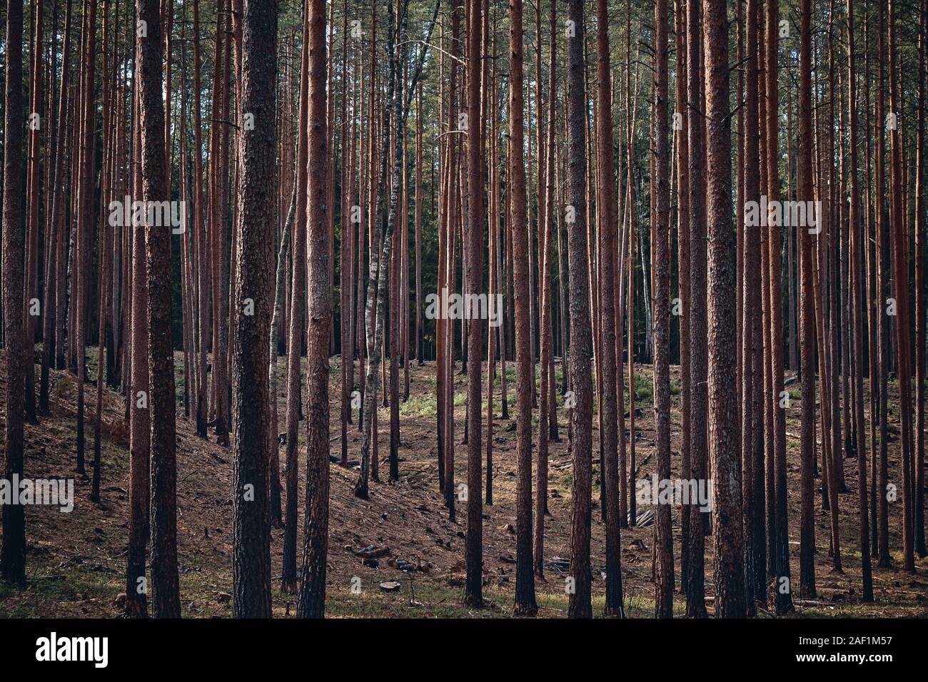 The Tall Pine Tree Forest in a Straight Line, Latvia Stock Photo - Alamy