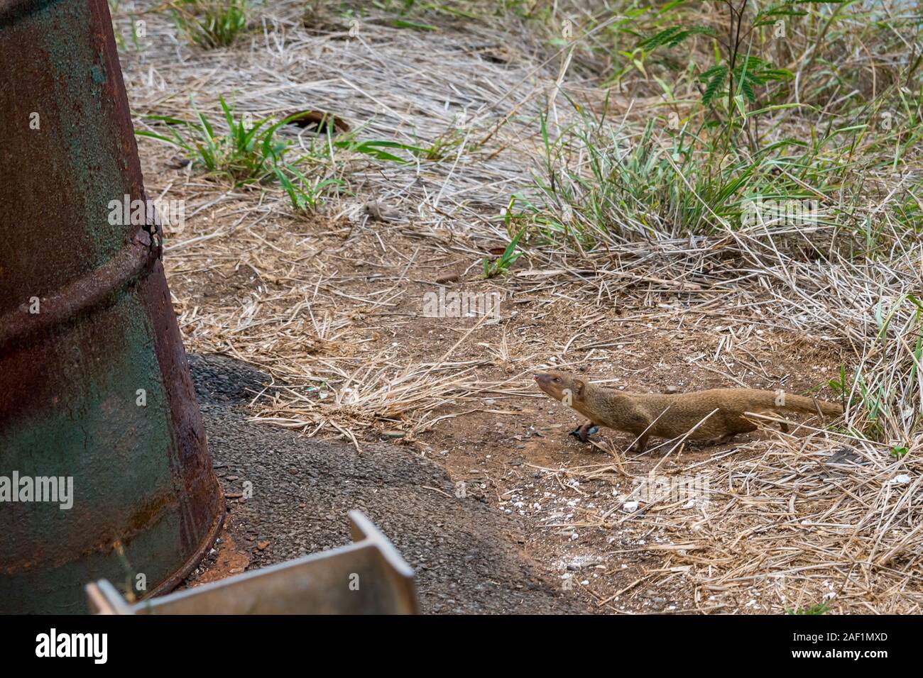 Mongoose hawaii hi-res stock photography and images - Alamy