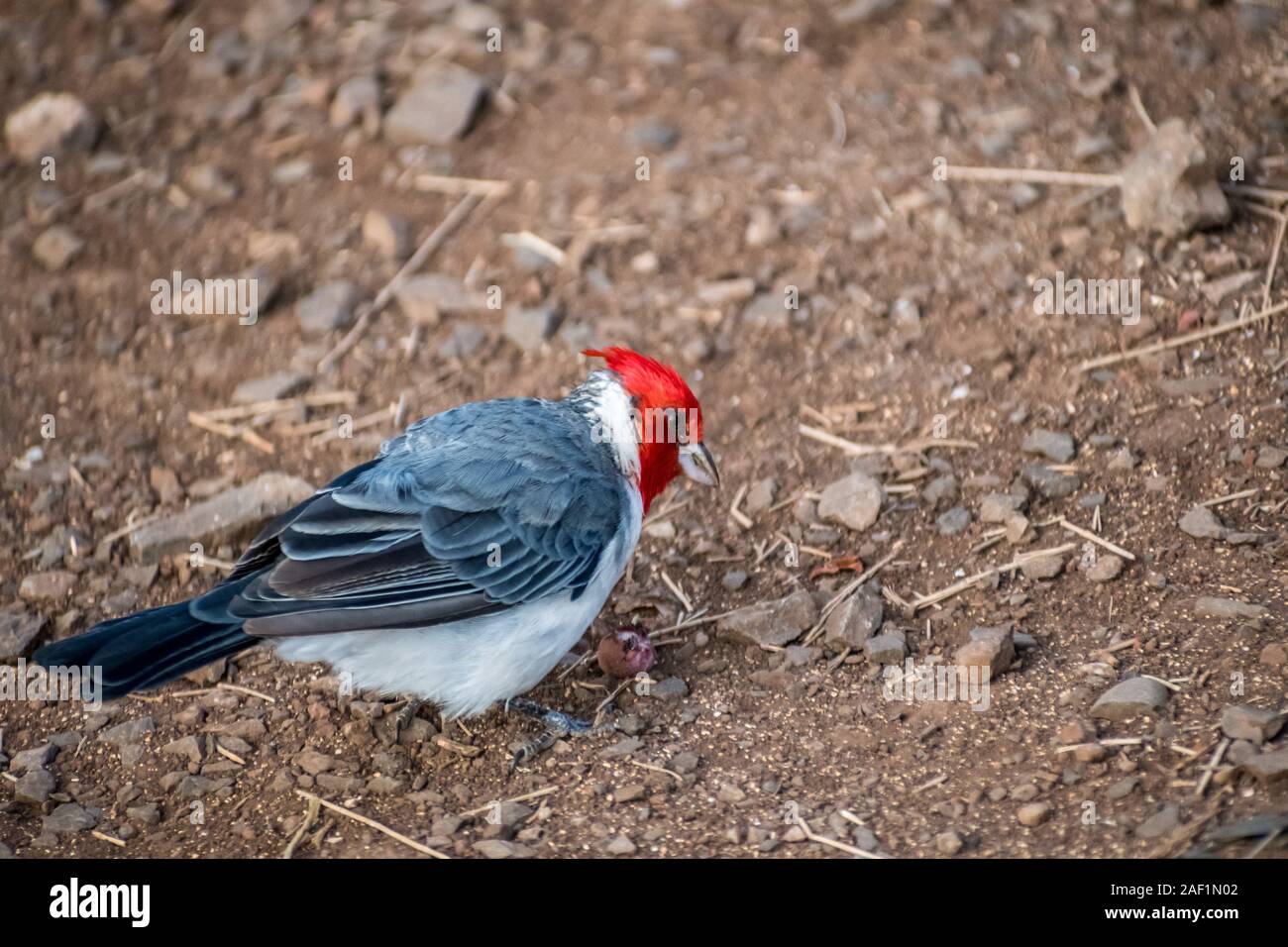 A Red Crested Cardinal in Maui, Hawaii Stock Photo - Alamy