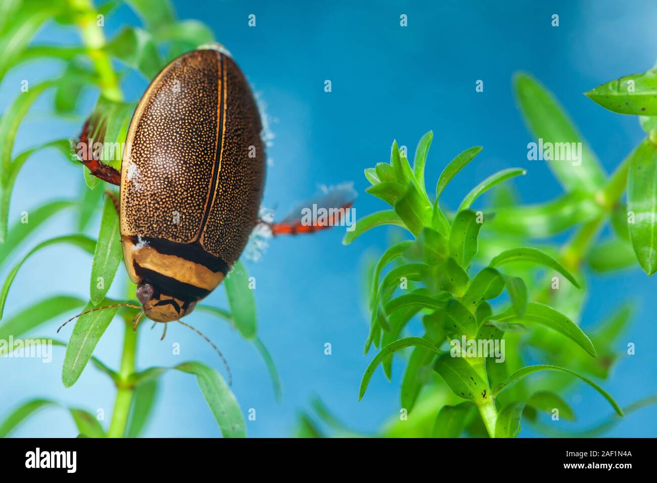 Diving beetle (Graphoderus cinereus Stock Photo - Alamy