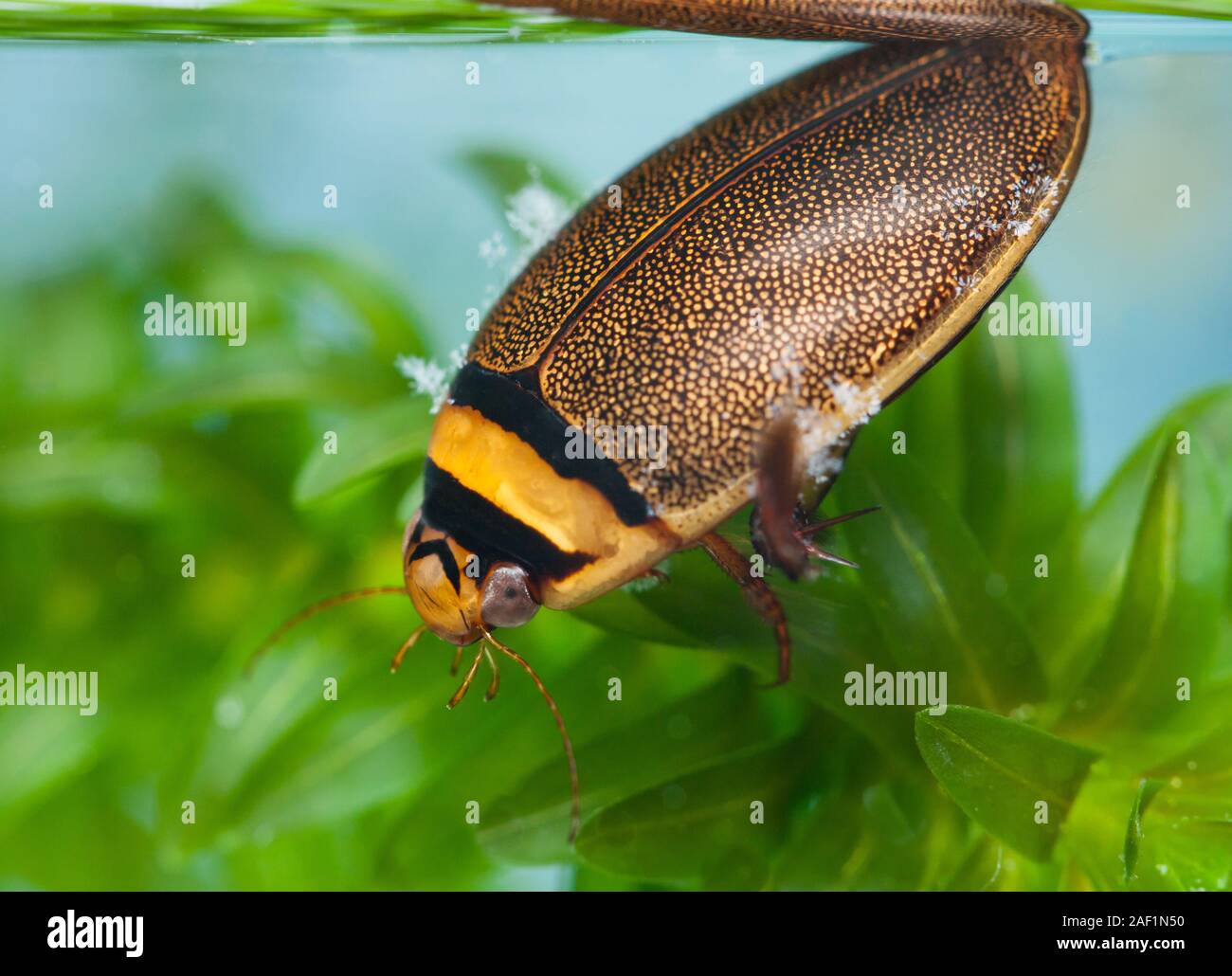 Diving beetle (Graphoderus cinereus Stock Photo - Alamy
