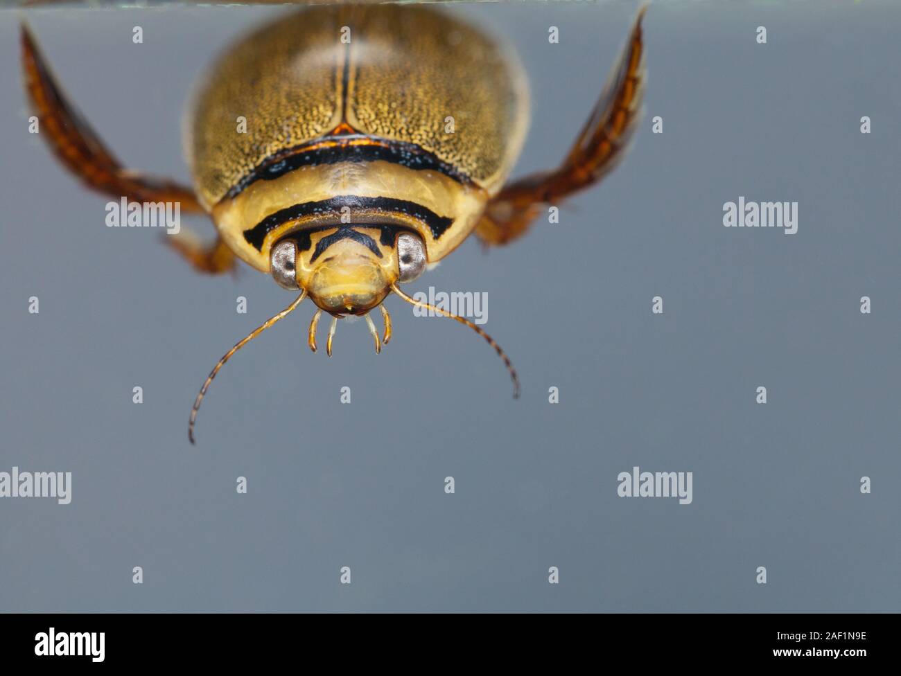 Diving beetle (Graphoderus zonatus Stock Photo - Alamy