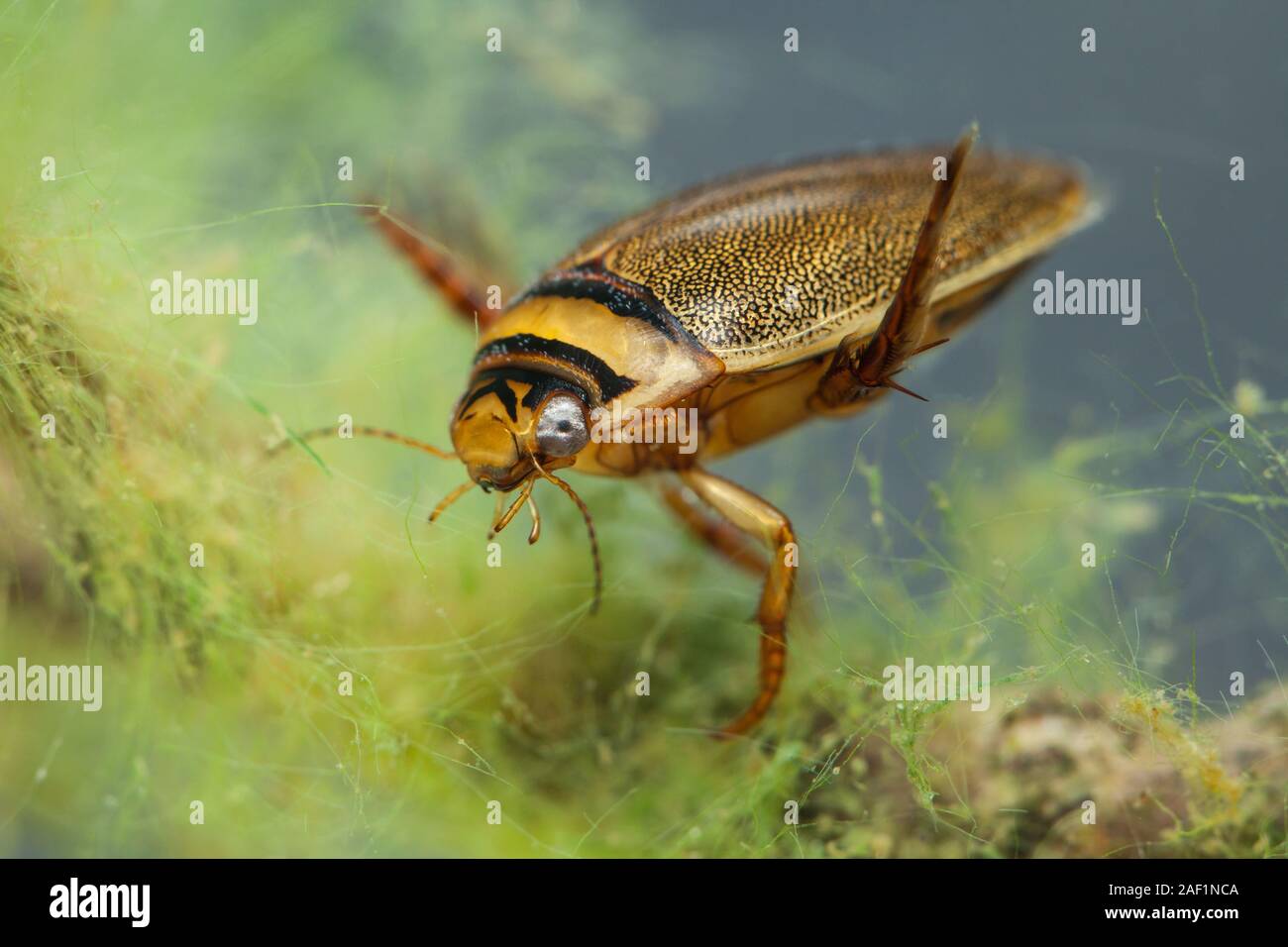 Diving beetle (Graphoderus zonatus Stock Photo - Alamy