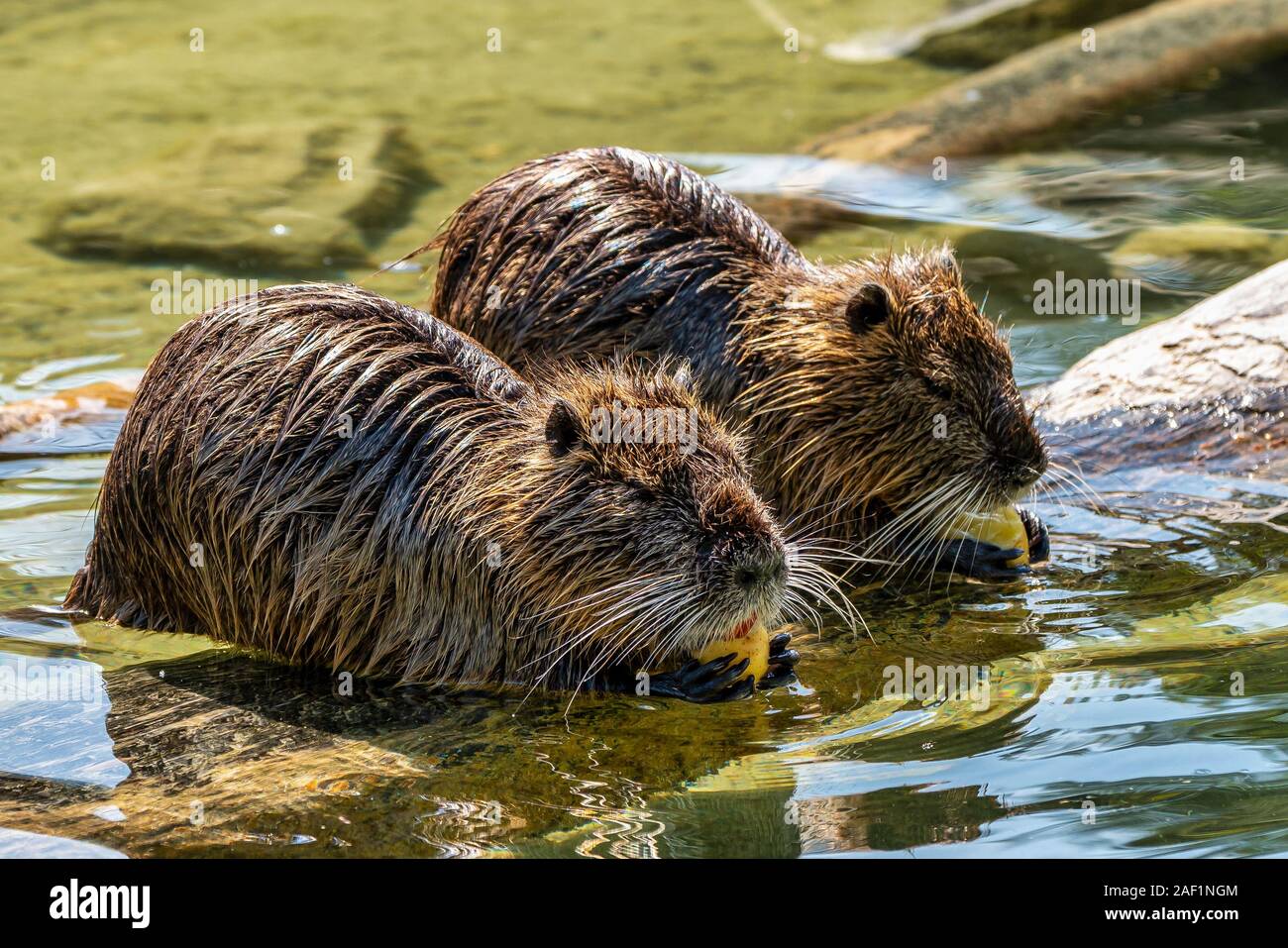 Coypu, Myocastor coypus, also known as river rat or nutria Stock Photo ...