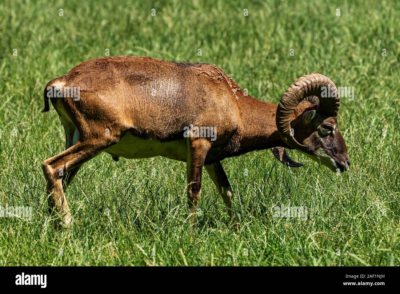 European mouflon, Ovis orientalis musimon. Wildlife animal Stock Photo ...
