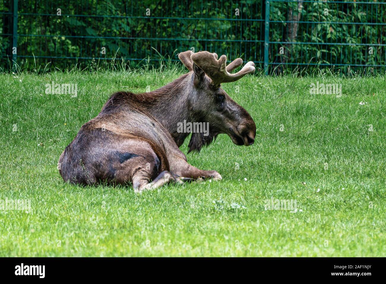European Moose, Alces alces, also known as the elk Stock Photo - Alamy