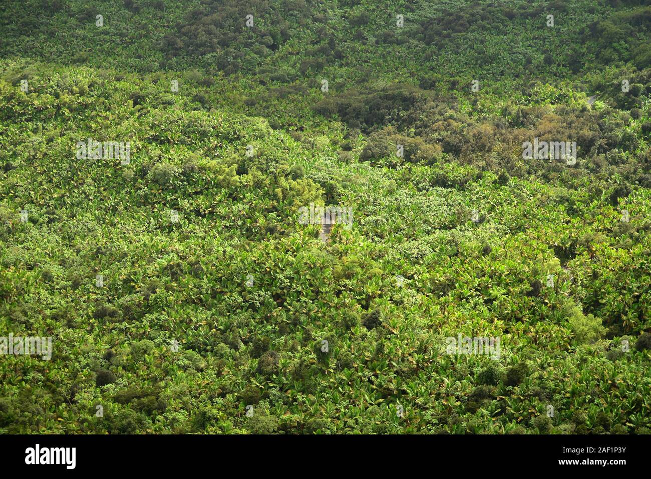 Dense vegetation hi-res stock photography and images - Alamy