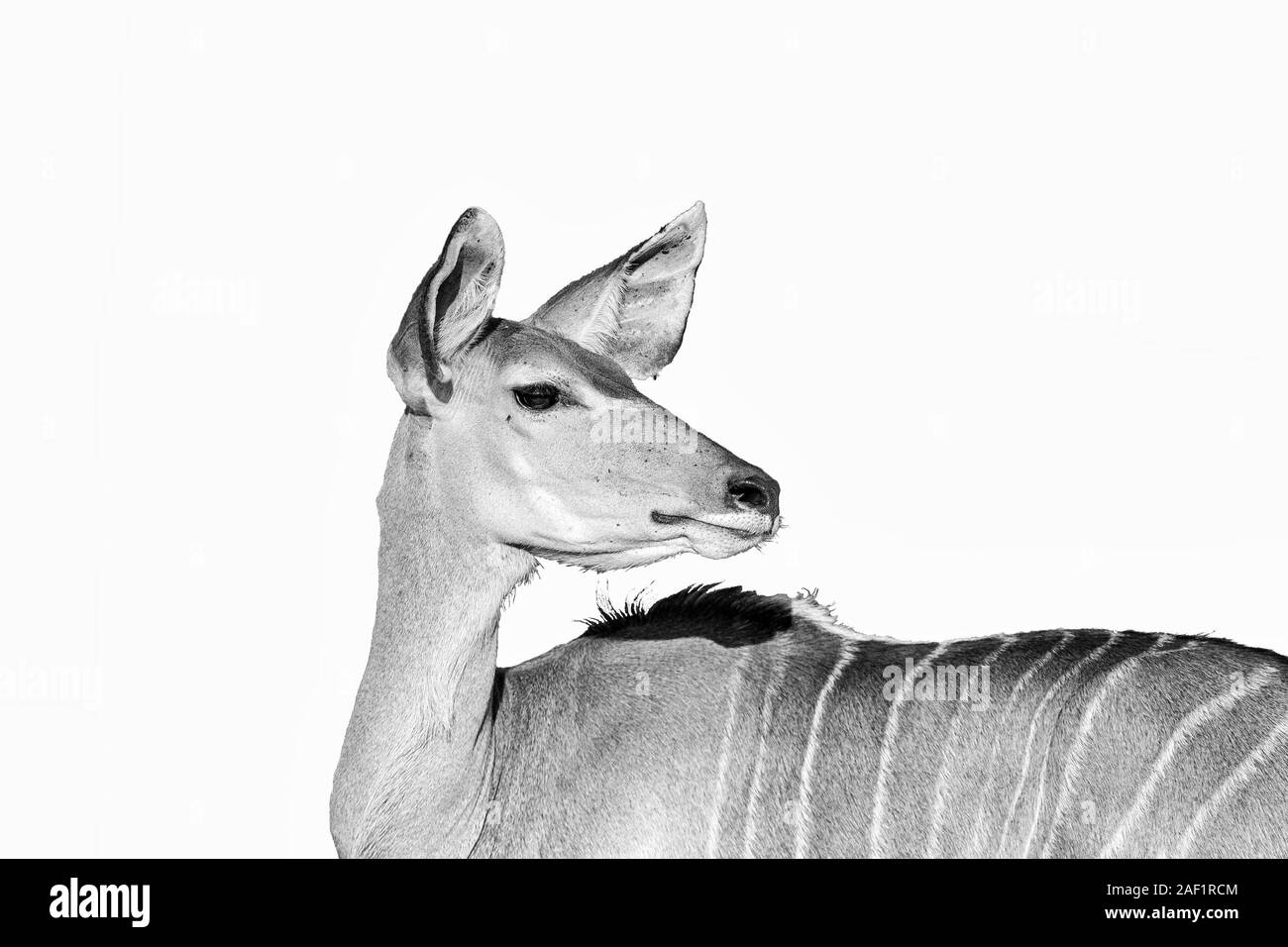 Greater Kudu Drawing