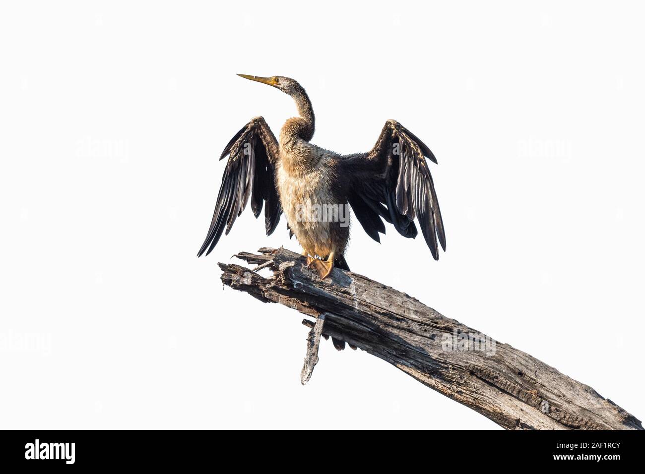 An african darter, Anhinga rufa, drying its wings in the sun. Isolated ...