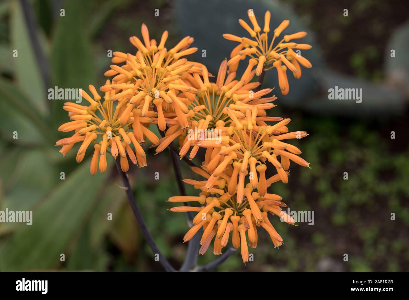 Aloe plant in bloom. Spectacular tall bright orange tubular flower ...