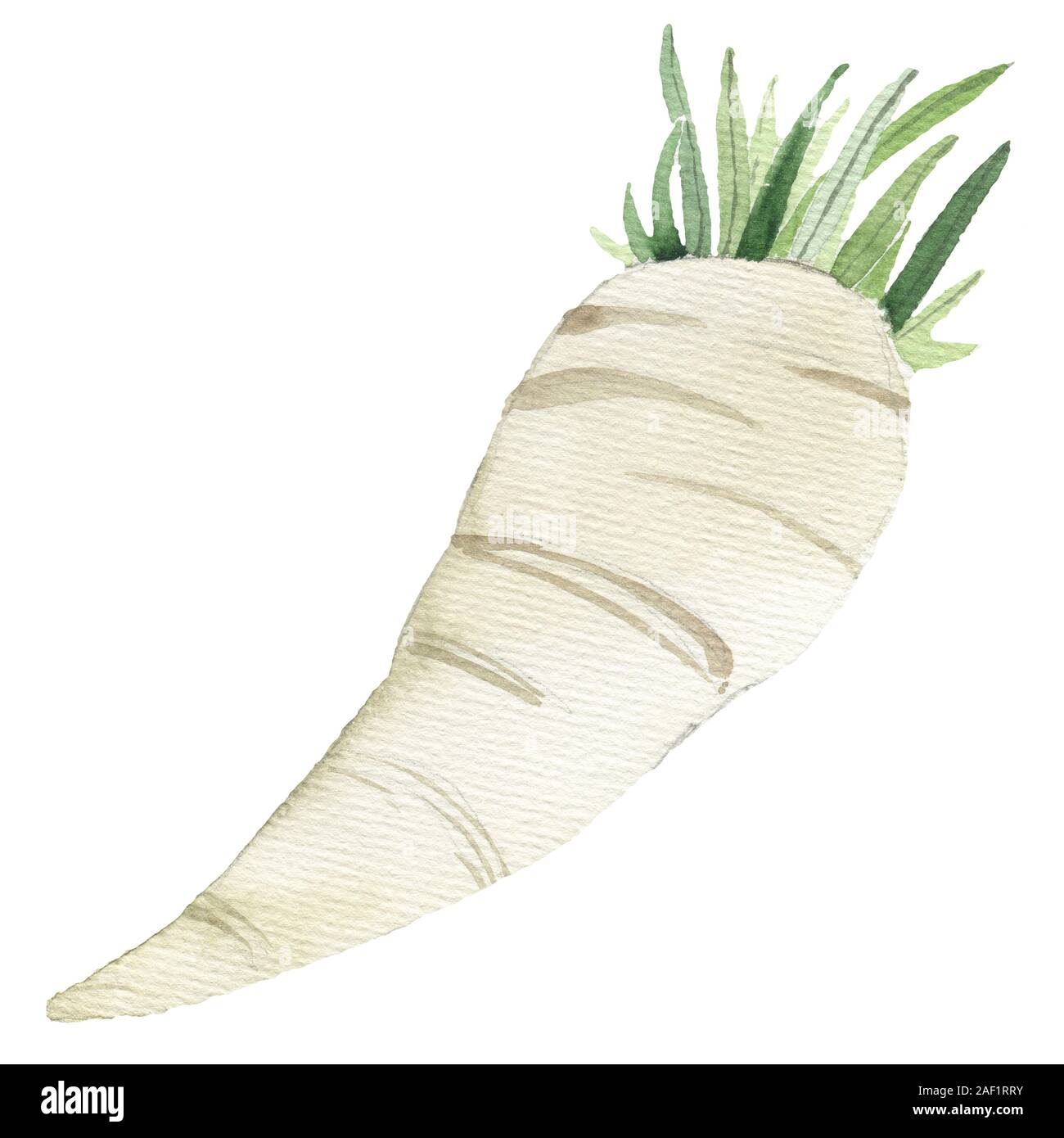 Crispy red radishes and white daikon vegetables with sappy green leaves ...