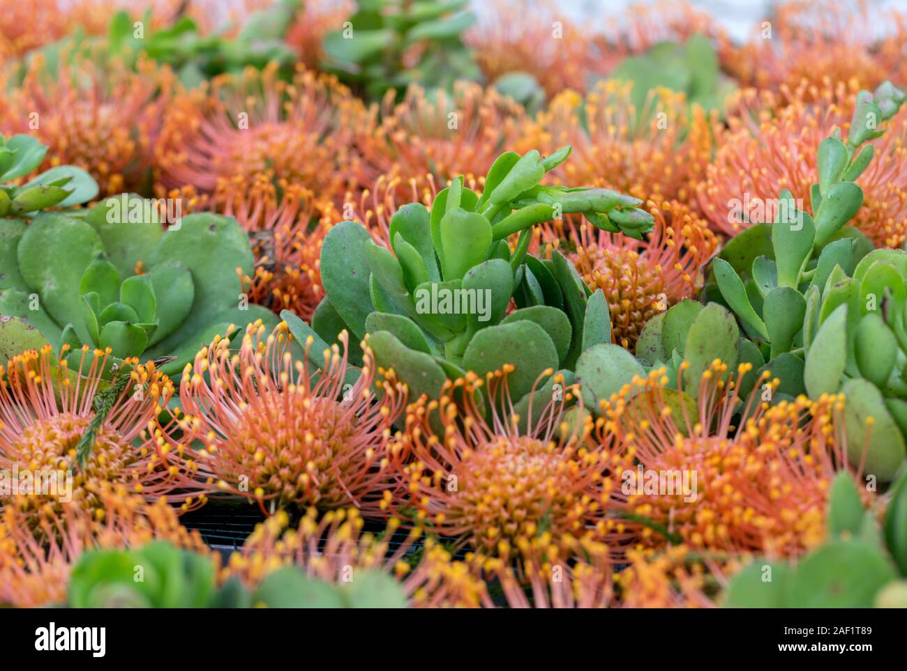 Beauty floristic decoration with colorful tropical flowers Stock Photo ...