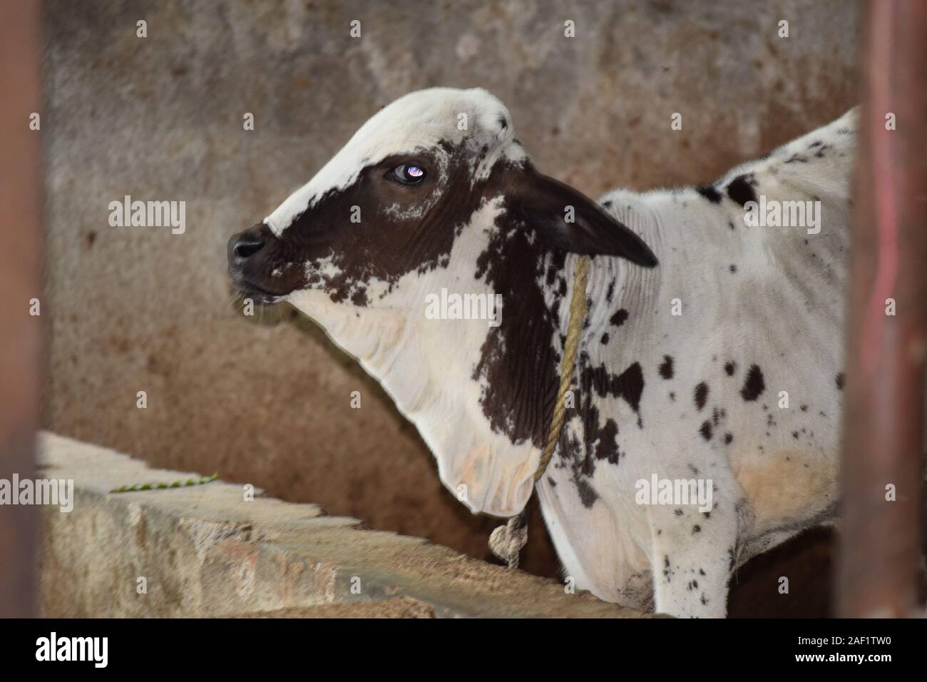 Indian cow in house hi-res stock photography and images - Alamy