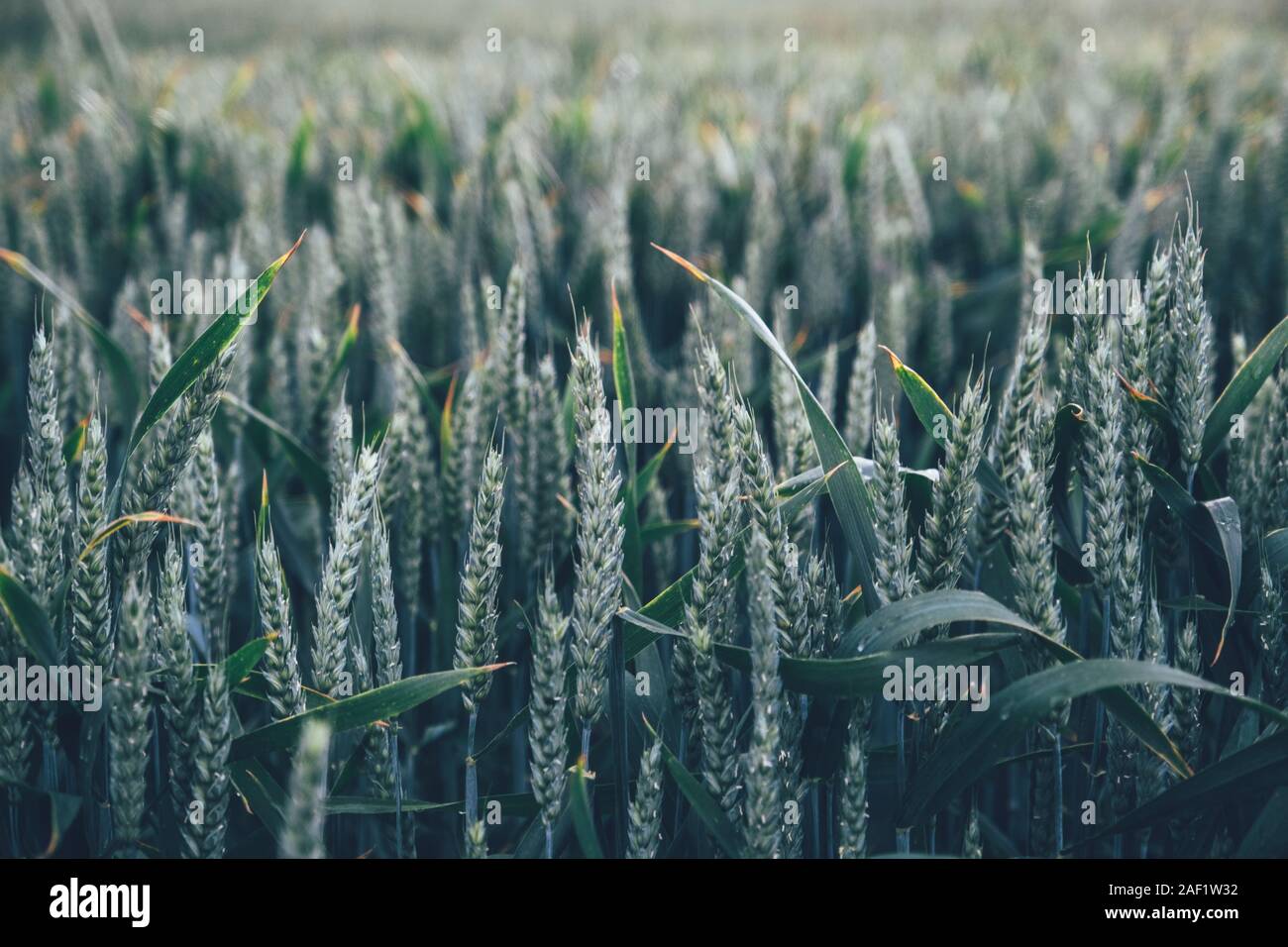 Types of wheat hi-res stock photography and images - Alamy